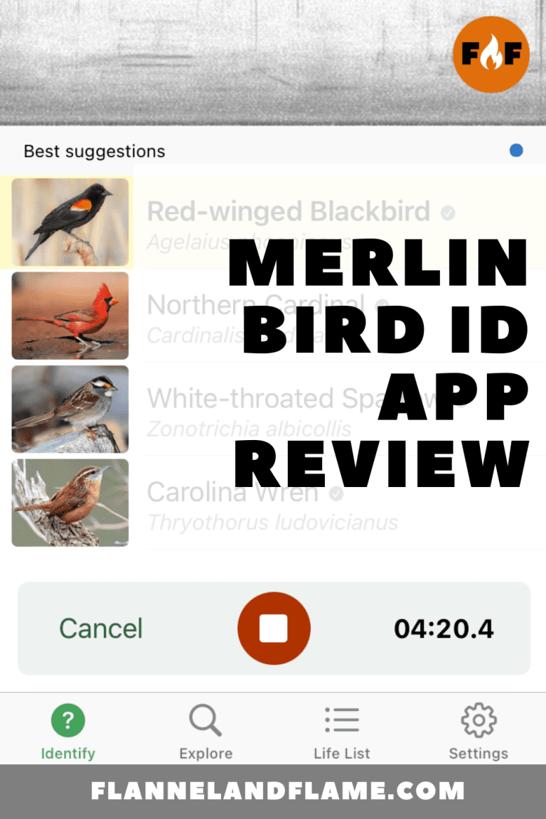Merlin Bird ID App: Your Ultimate Guide to the Feathered World ...