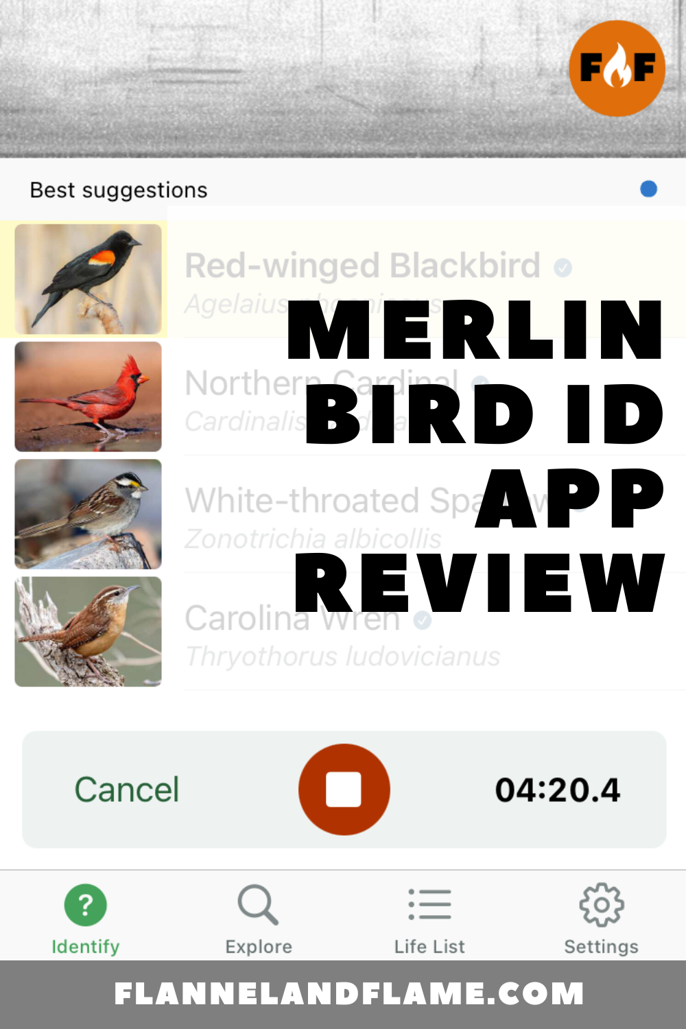 Merlin Bird ID App: Your Ultimate Guide to the Feathered World ...