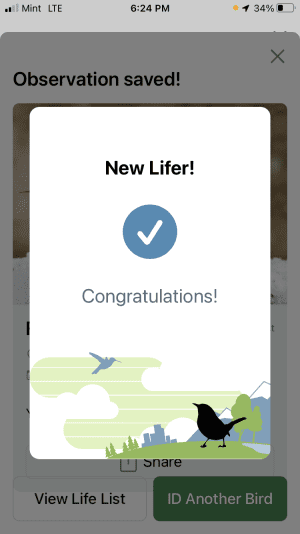 Merlin Bird ID App: Your Ultimate Guide to the Feathered World ...